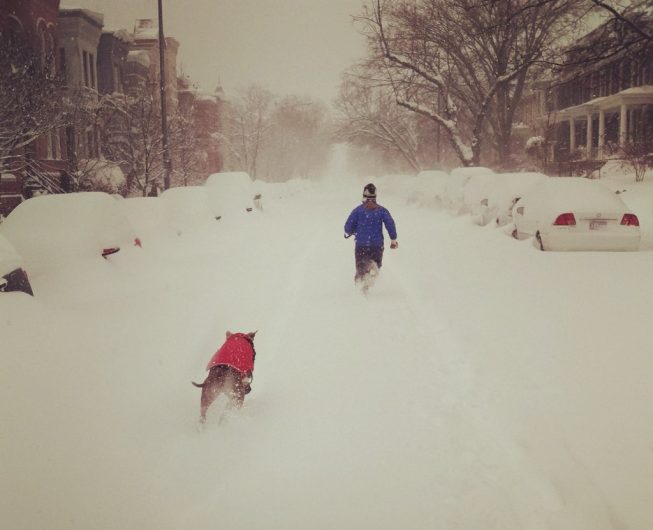 Look at These Dogs Having the Time of Their Lives in the Snow ...