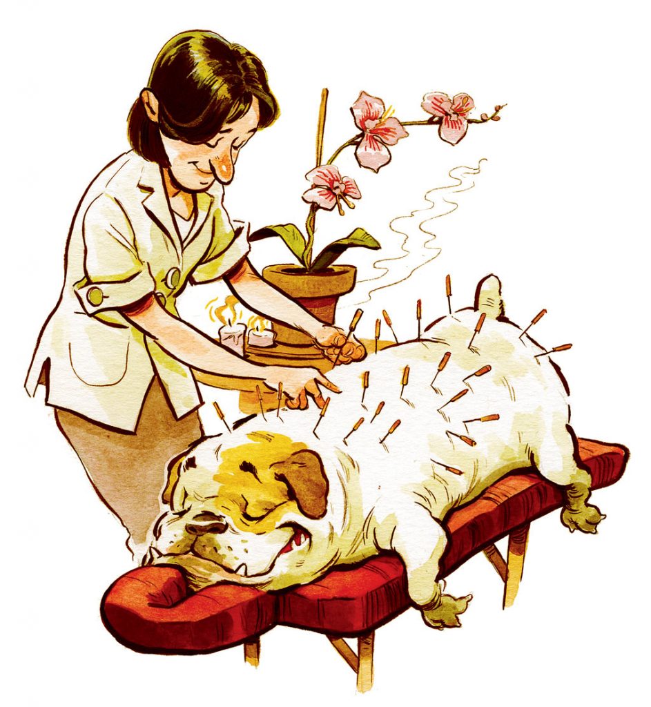 This Is Why Your Pet Needs Acupuncture (Really!) - Washingtonian