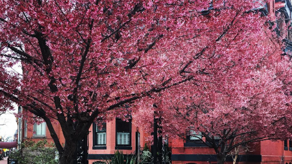 Instagram Photos: Blossoms Make Everything Better - Washingtonian