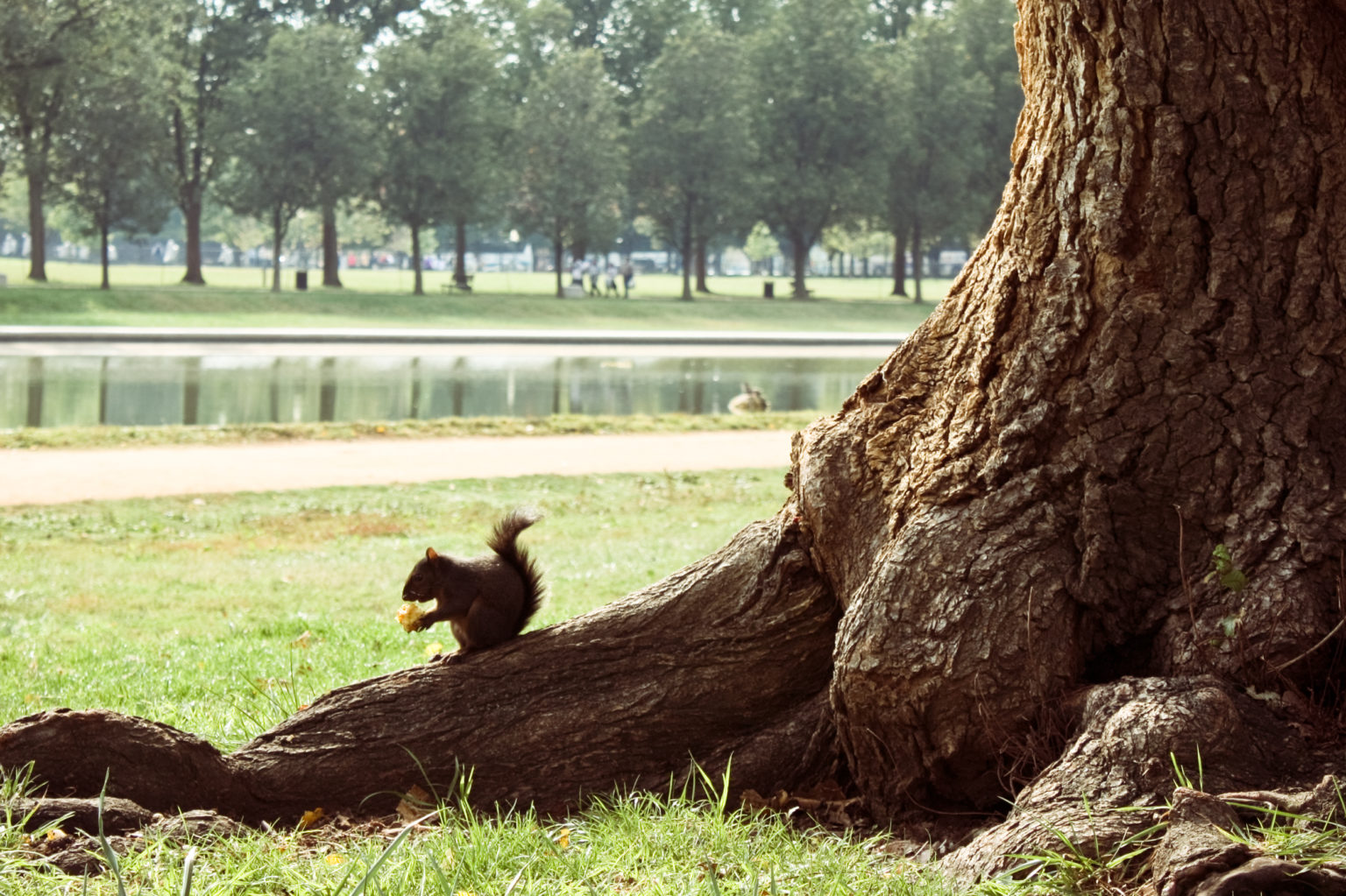 A Salute to DC’s Squirrels - Washingtonian
