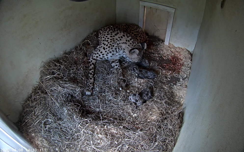 You Can Watch These Fuzzy Newborn Cheetah Cubs on the National Zoo’s ...