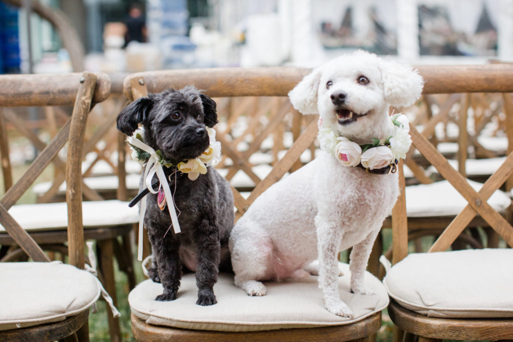 This Couple's Wedding-Day Theme Revolved Around Their Adorable Dogs ...