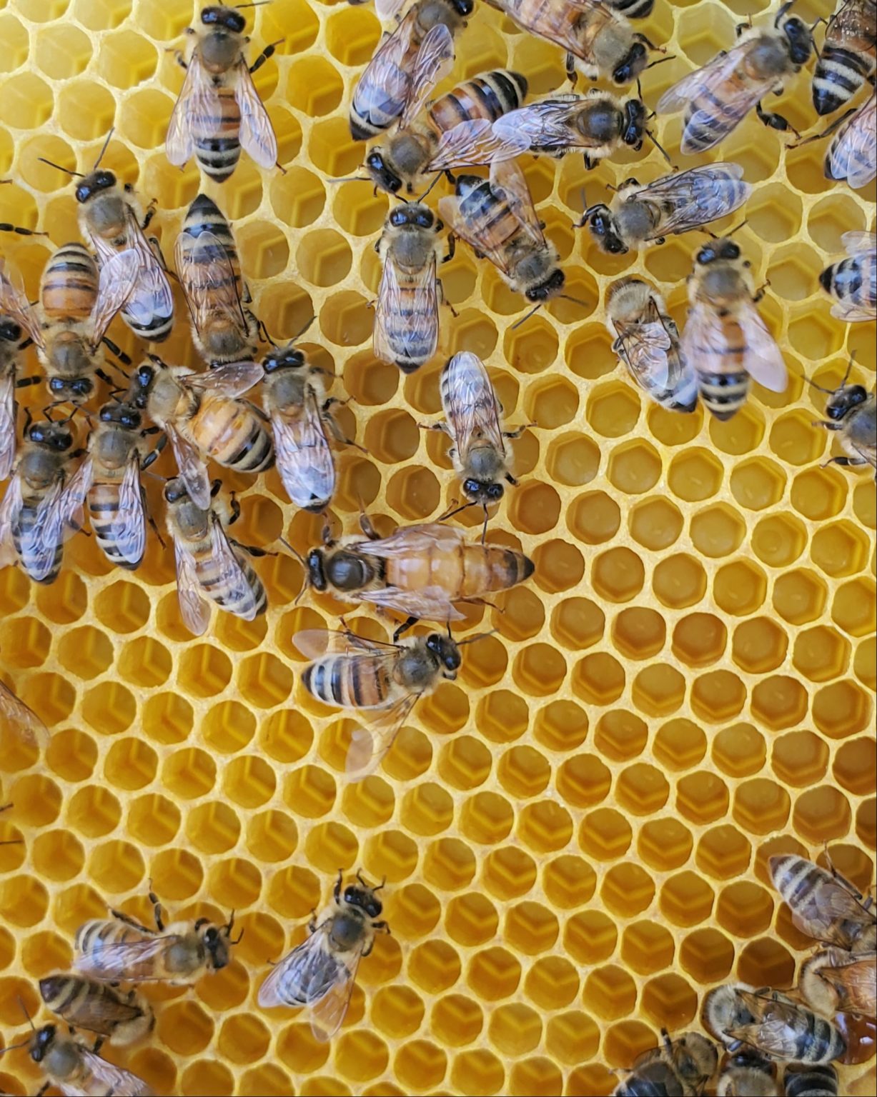 Now at National Harbor: Bees. Lots of Bees. - Washingtonian