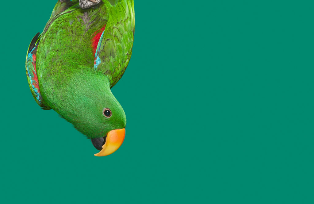 March 2022: Our Pets - Washingtonian