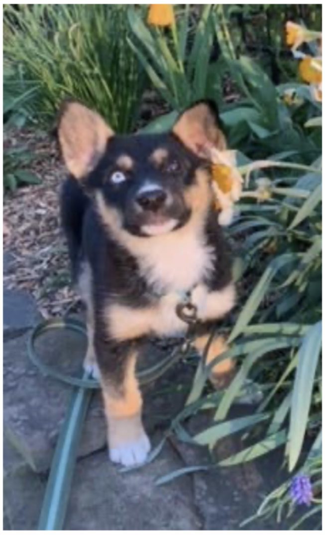 Pablo, the Puppy Stolen at Gunpoint, Is Home! - Washingtonian