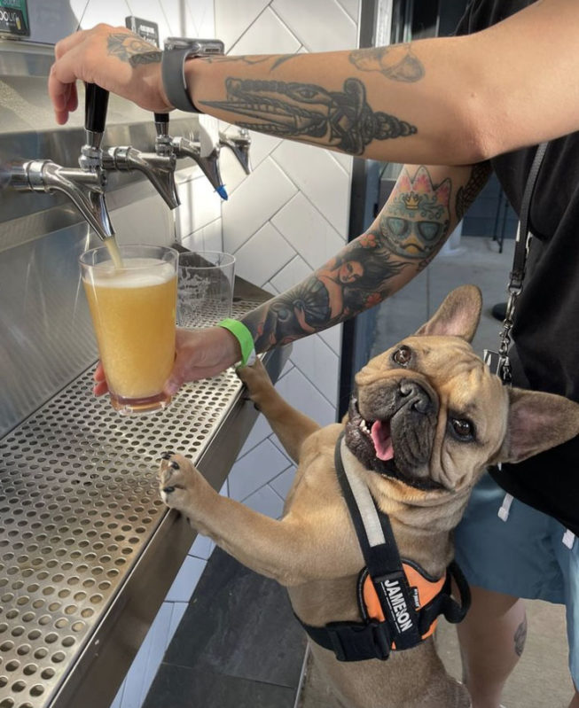 DC Dog Bars Are Booming. More Pet-Friendly Spots Are Coming