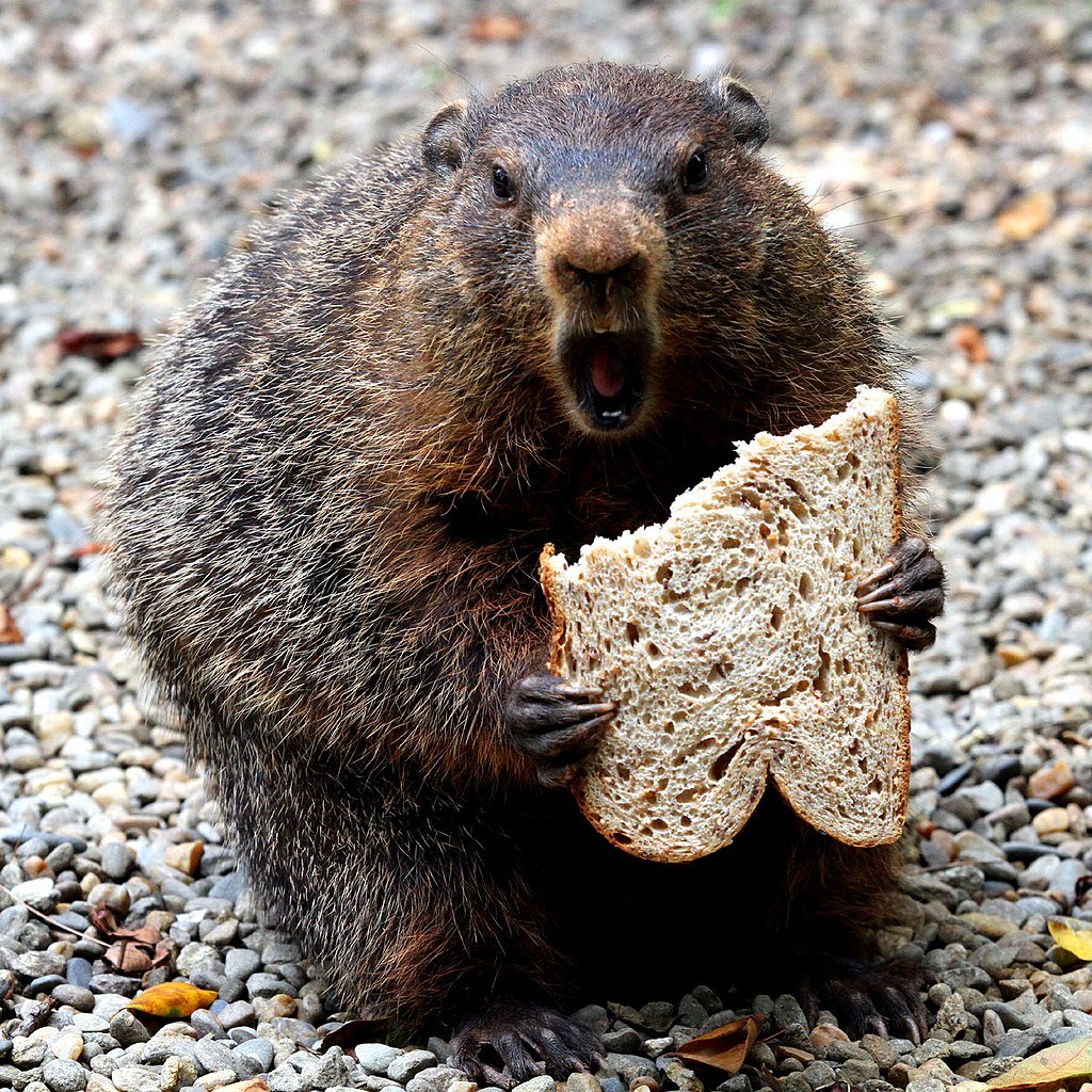 Inside A DC Bar s Long Strange To Rent A Groundhog Washingtonian
