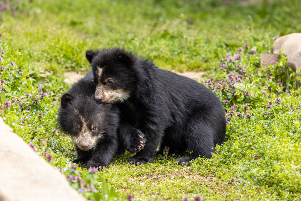 You Can Now Visit the National Zoo’s Andean Bear Cubs - Washingtonian