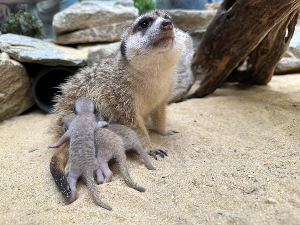 There Are Now Baby Meerkats at the National Zoo - Washingtonian
