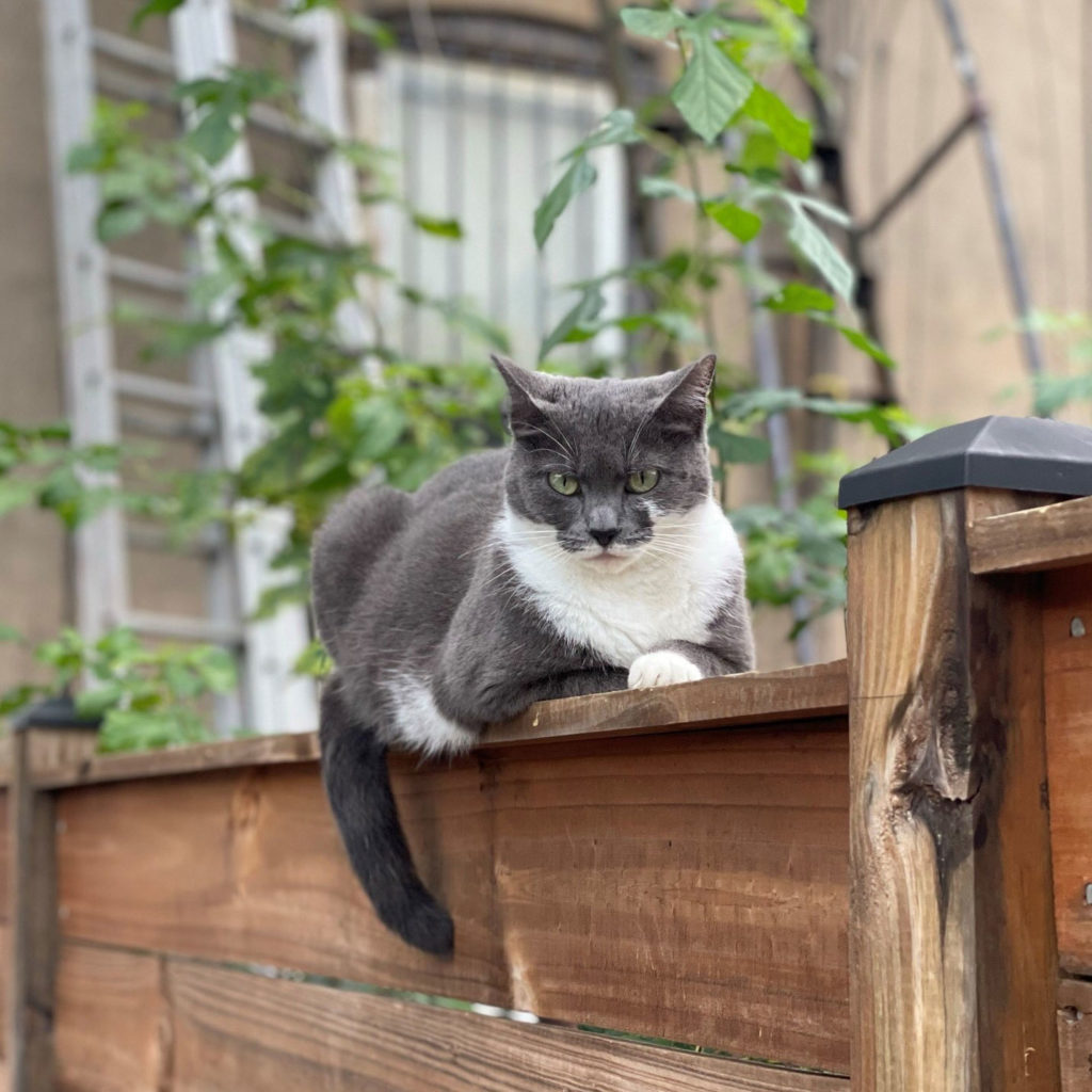 Another Weapon in DC’s War on Rats? These Outdoor Cats. - Washingtonian