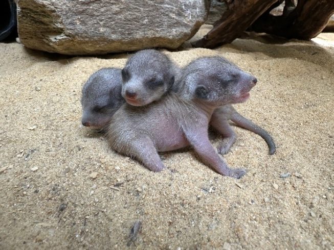 There Are Now Baby Meerkats at the National Zoo - Washingtonian