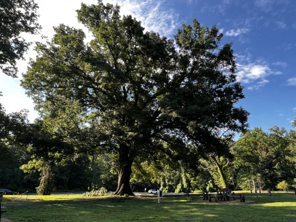 This Tree Was Just Crowned DC’s Biggest - Washingtonian
