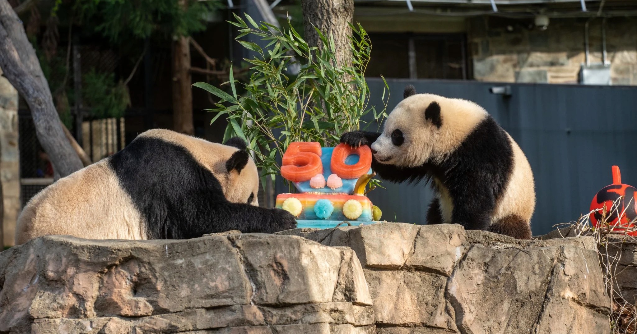 Things to Do in DC: Panda Palooza, Theatre Week, Night Market
