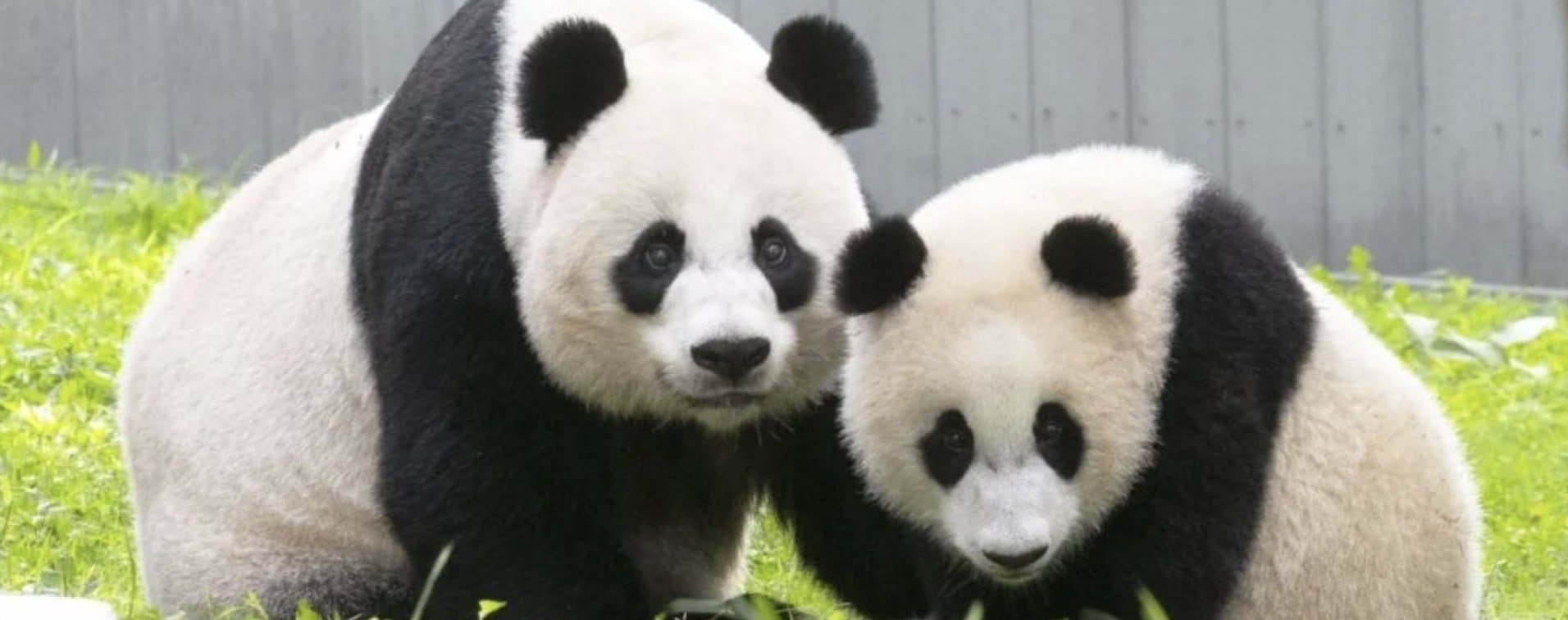 Goodbye Pandas - Washingtonian