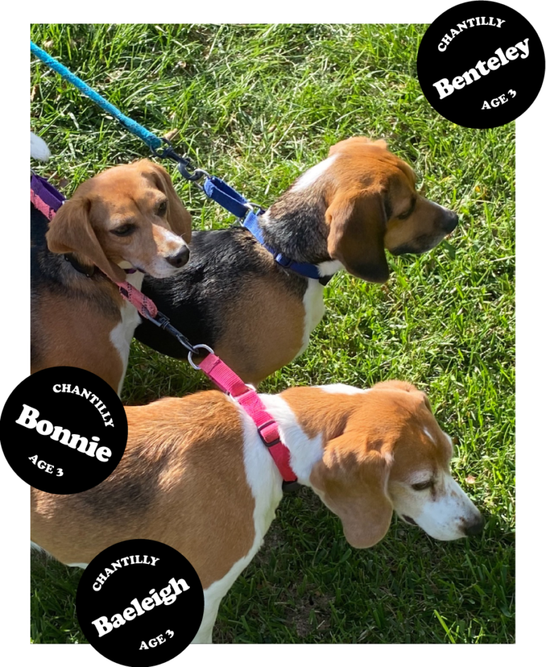 Where Are the 4,000 Rescued Envigo Beagles Now?