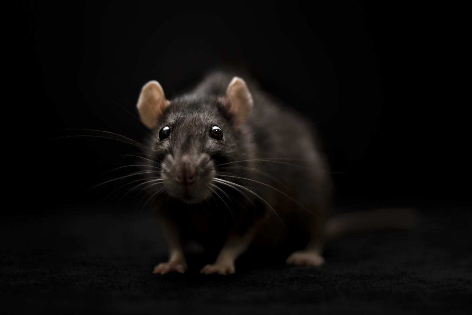 Is DC Really the Most Rat-Infested City in America? - Washingtonian