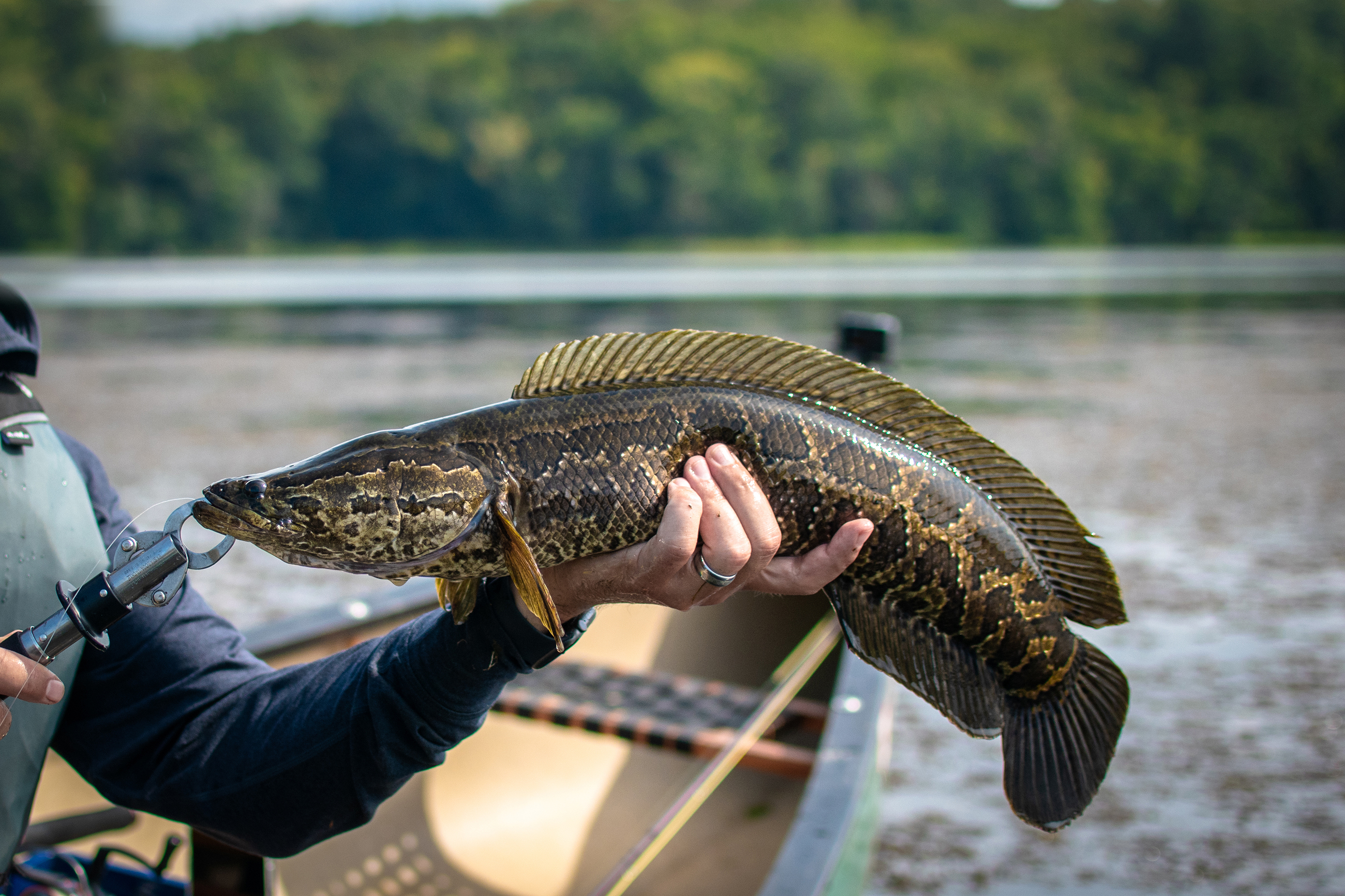 Can Snakeheads Go On Land