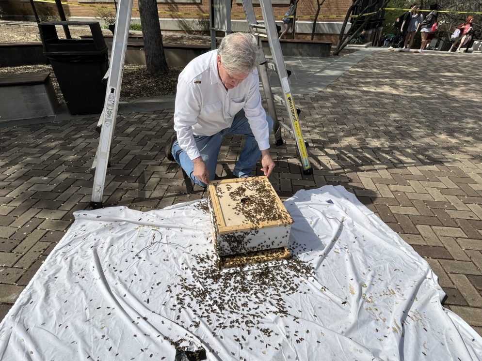 On Call With the Swarm Squad—DC’s First Responders for Bees - Washingtonian