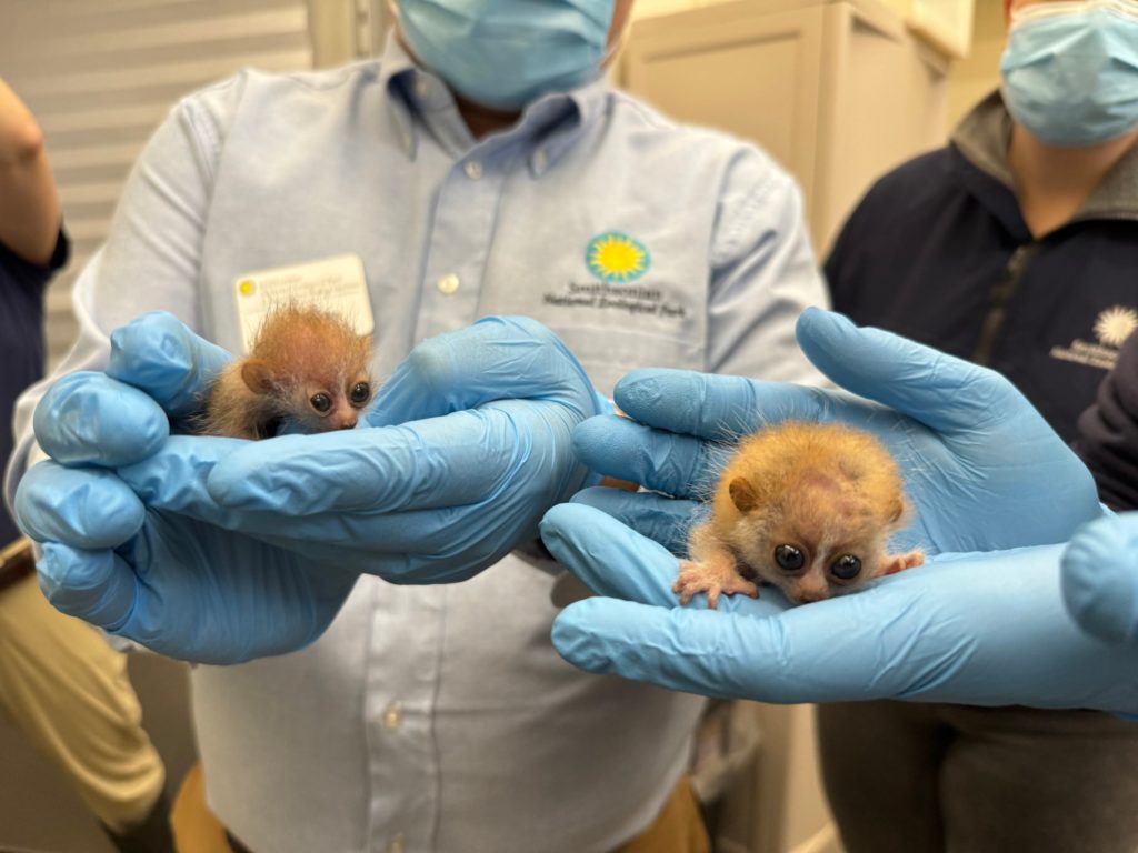 The National Zoo Debuts Two Adorable Baby Primates - Washingtonian