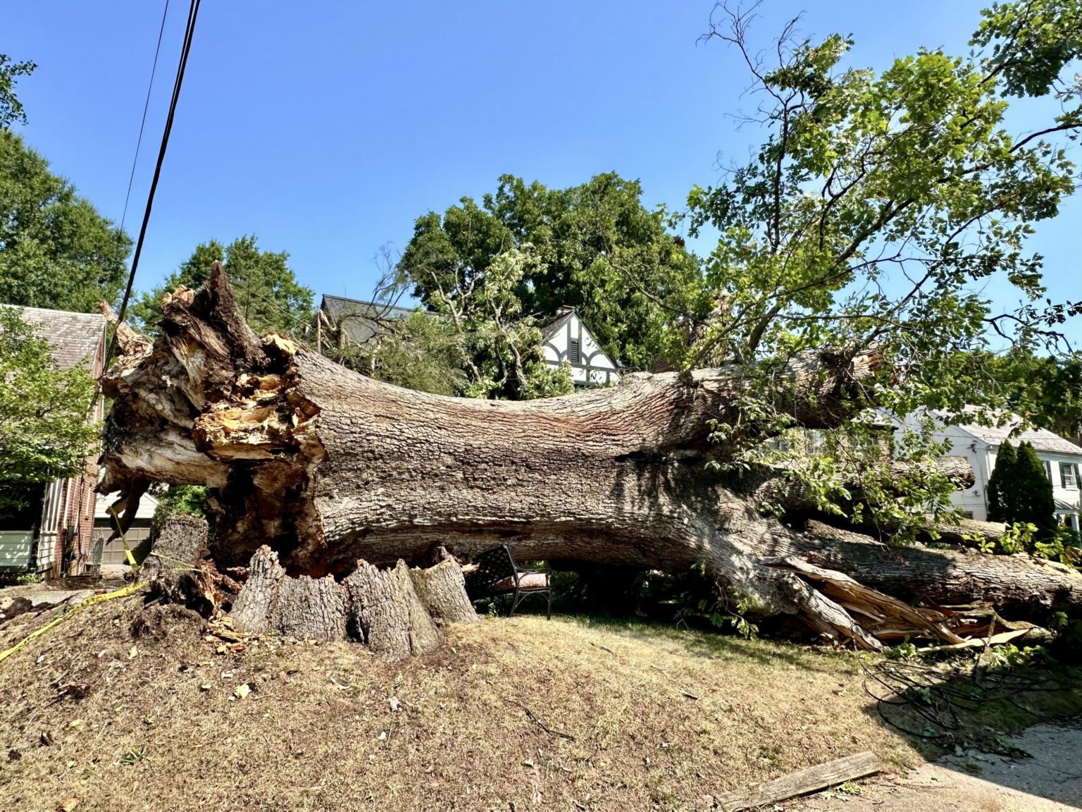 One of DC’s Biggest Trees Has Fallen - Washingtonian