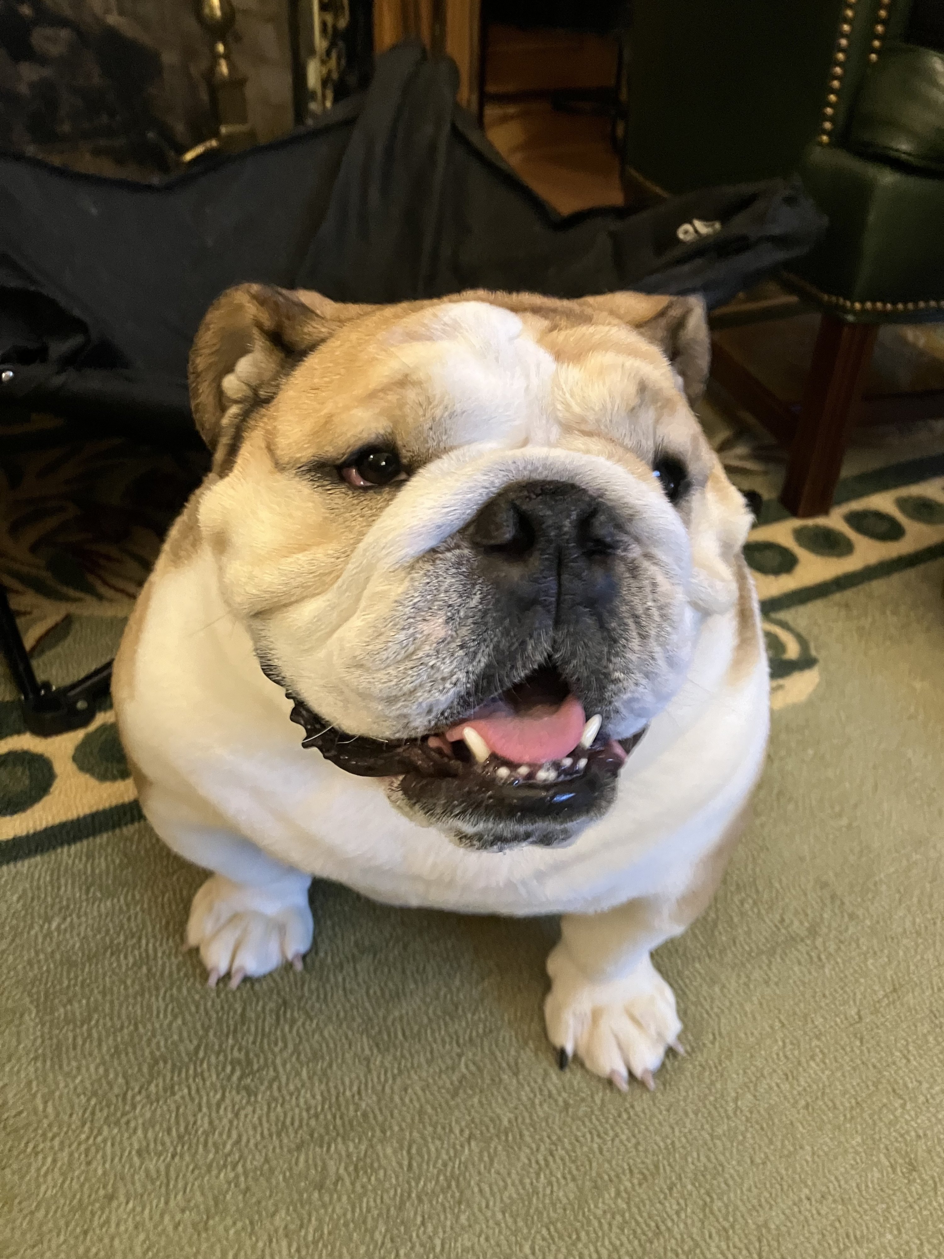 9 Adorable DC Dogs That Will Fill Your Instagram Feed With Joy ...