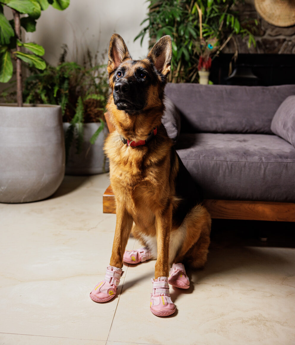 Meet the Working Dogs of DC