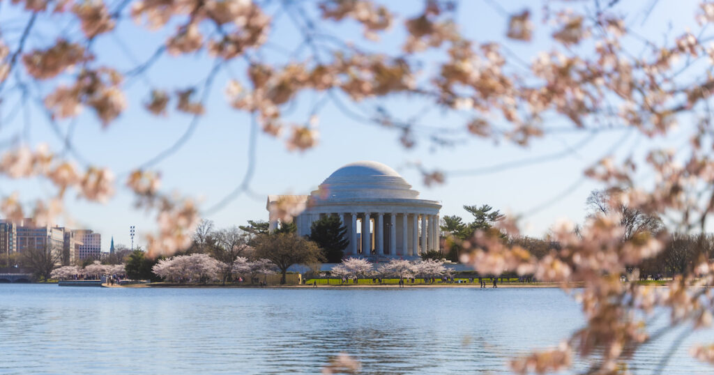 Your DC Cherry Blossom Questions, Answered - Washingtonian