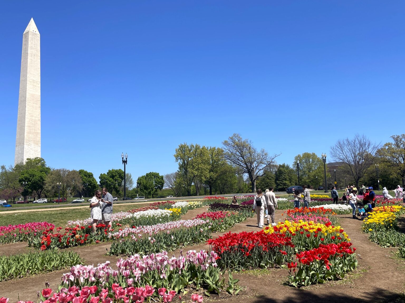 Colorful Tulips Are Blooming in the DC Area. Here’s Where to See the ...
