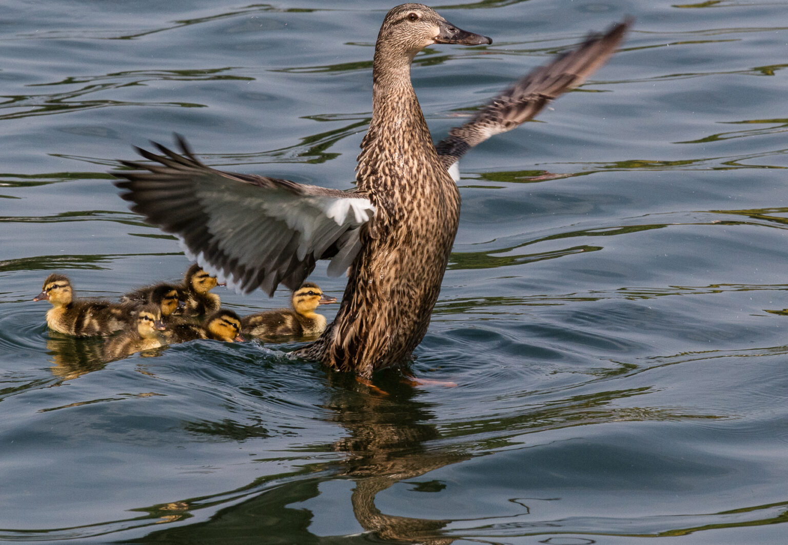 Meet the Duck Whisperer of DC - Washingtonian