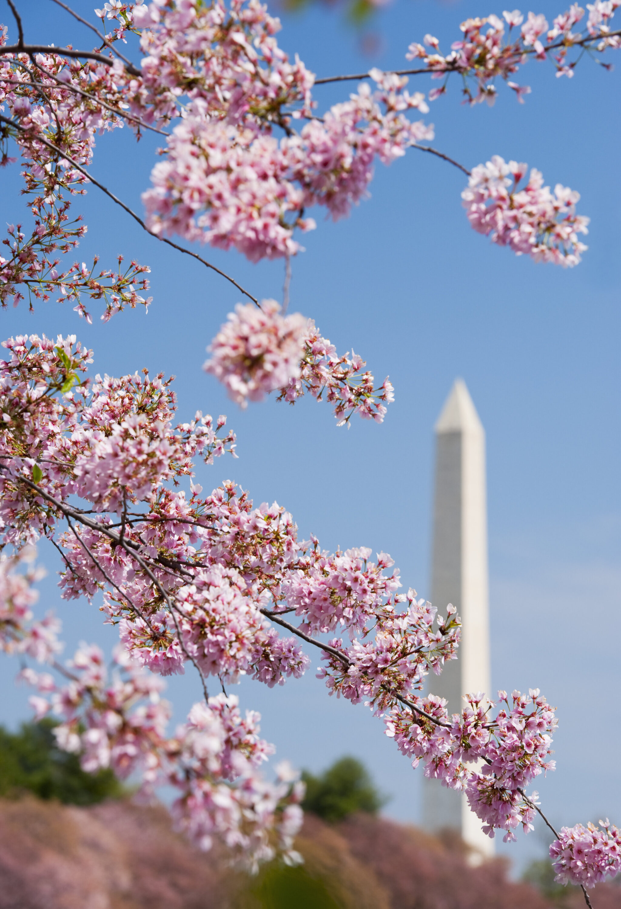 The 6 Best Moonlit Monument Tours in DC - Washingtonian