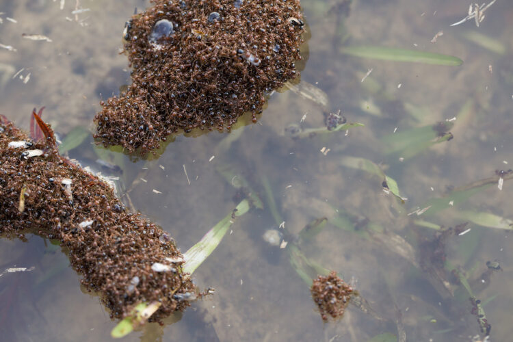 Biting, Stinging, Red Imported Fire Ants Are Closing In on the DC Area ...