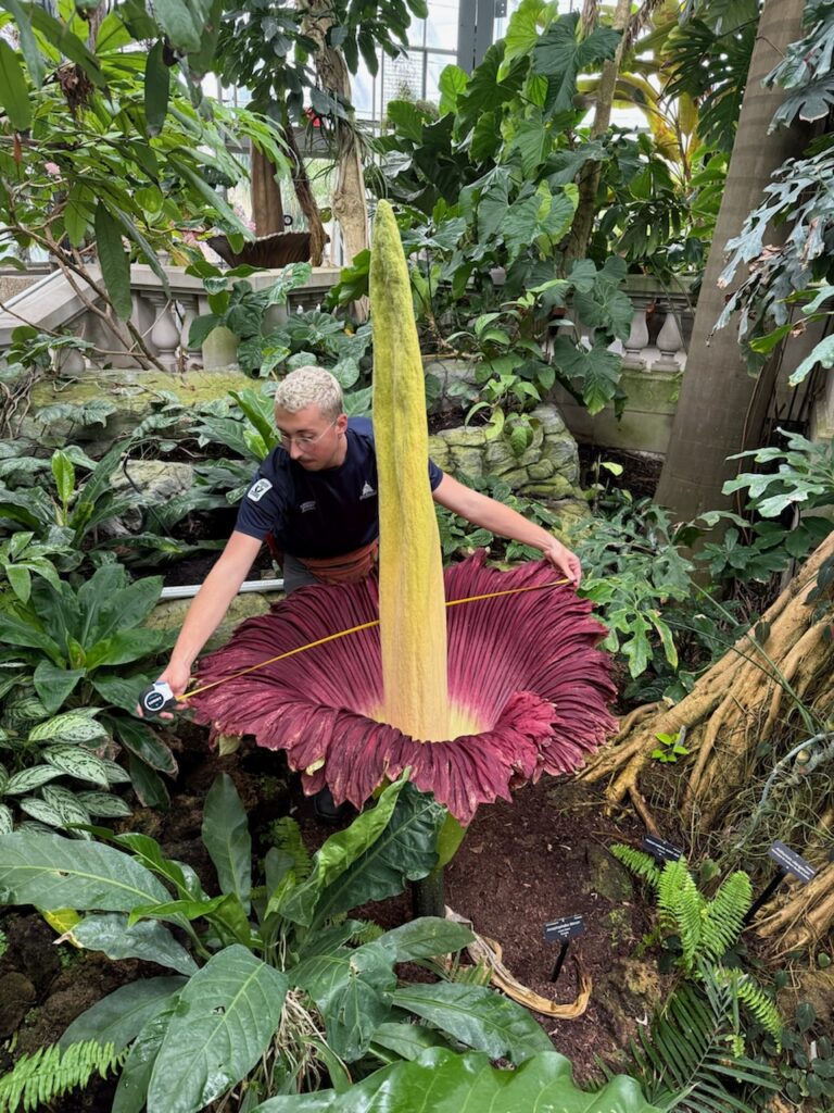 A “Corpse Flower” That Smells Like Rotting Meat Is in Bloom at the ...