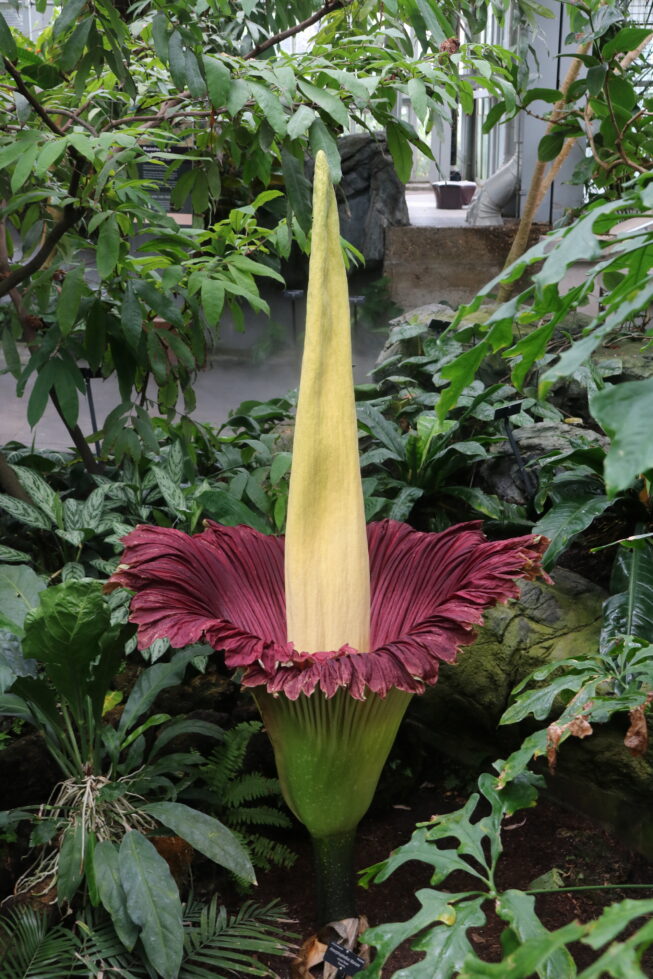 A “Corpse Flower” That Smells Like Rotting Meat Is in Bloom at the ...