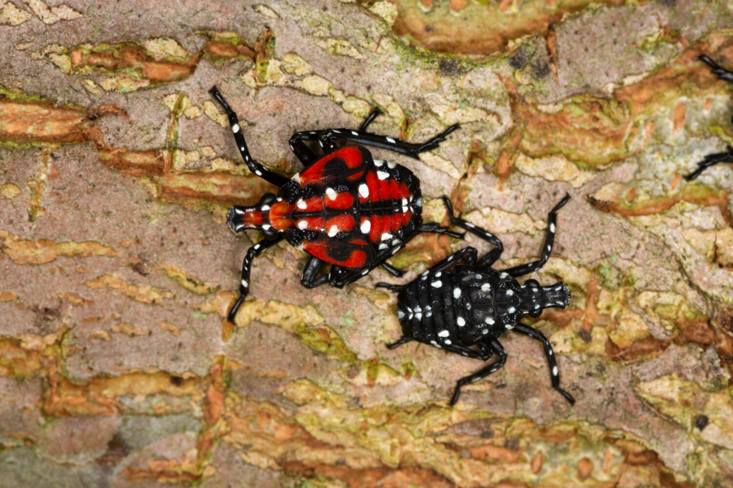 See a Spotted Lanternfly? Here’s What to Do. - Washingtonian